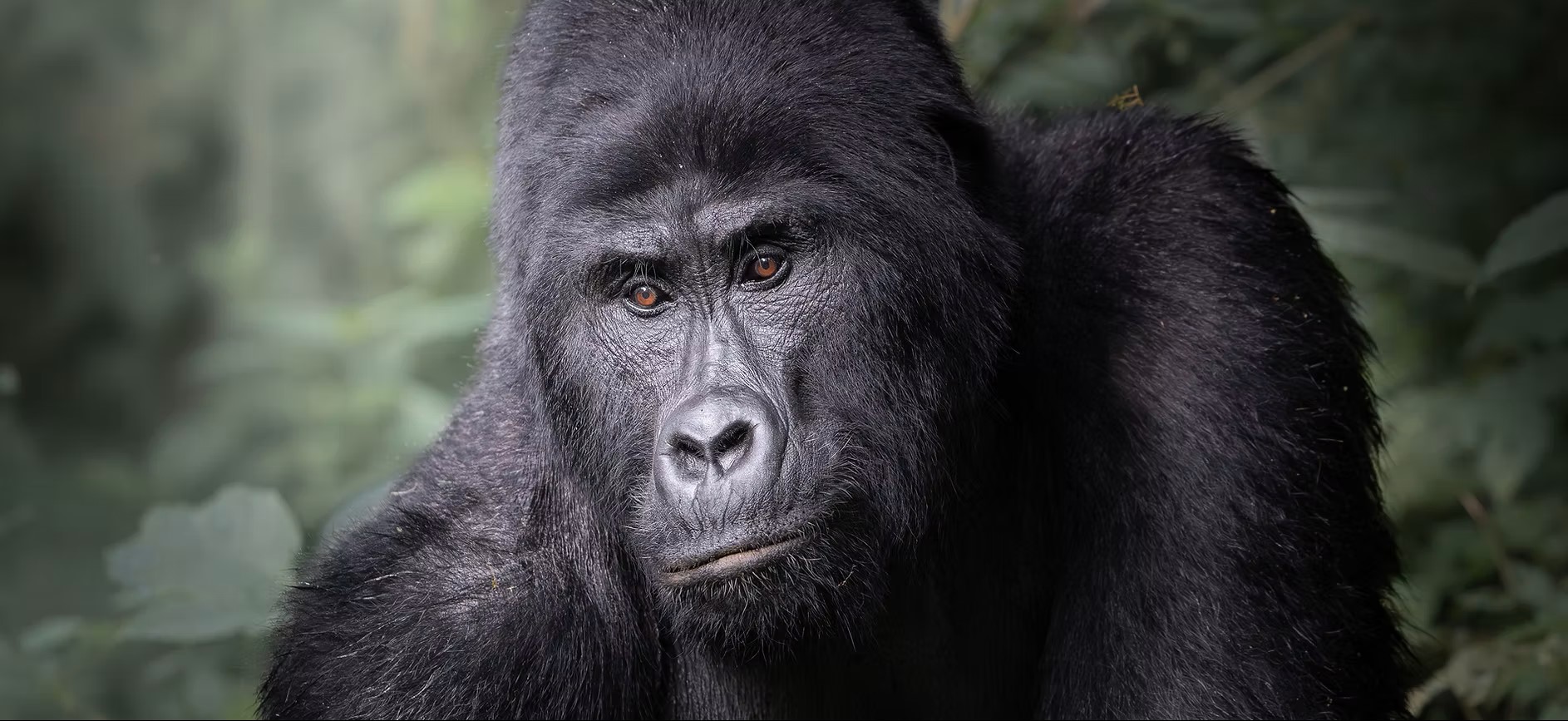 It’s World Gorilla Day! - SUZSTAINABLE